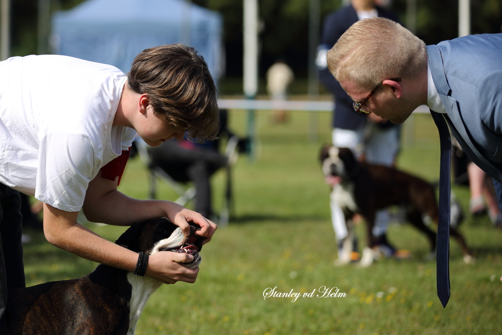 Junior Handling Wettbewerb - Boxer Klub München